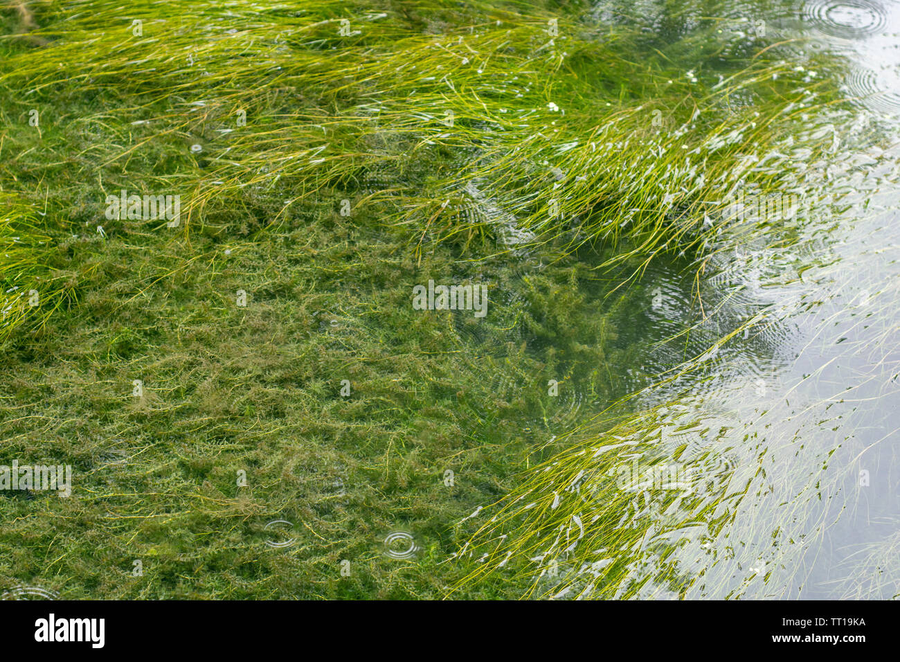 Green marine plant life and water Stock Photo - Alamy