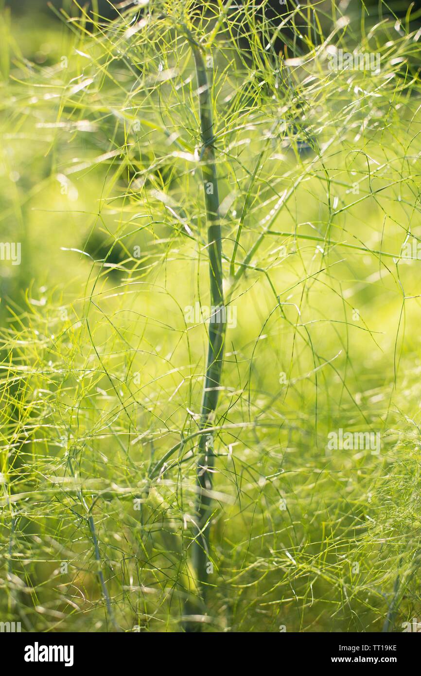 Sunlight shining through fennel plant Stock Photo - Alamy