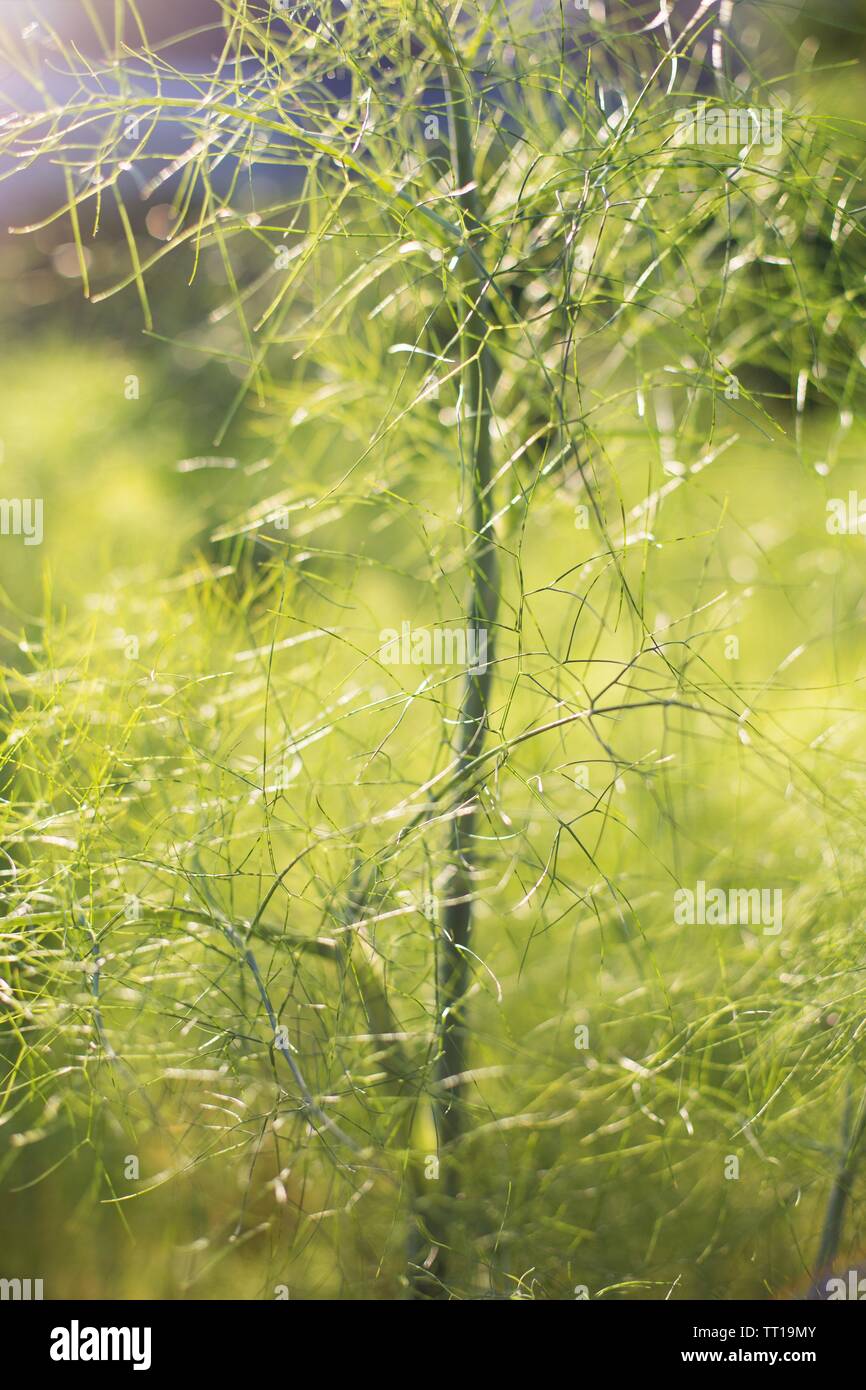 Sunlight shining through fennel plant Stock Photo - Alamy