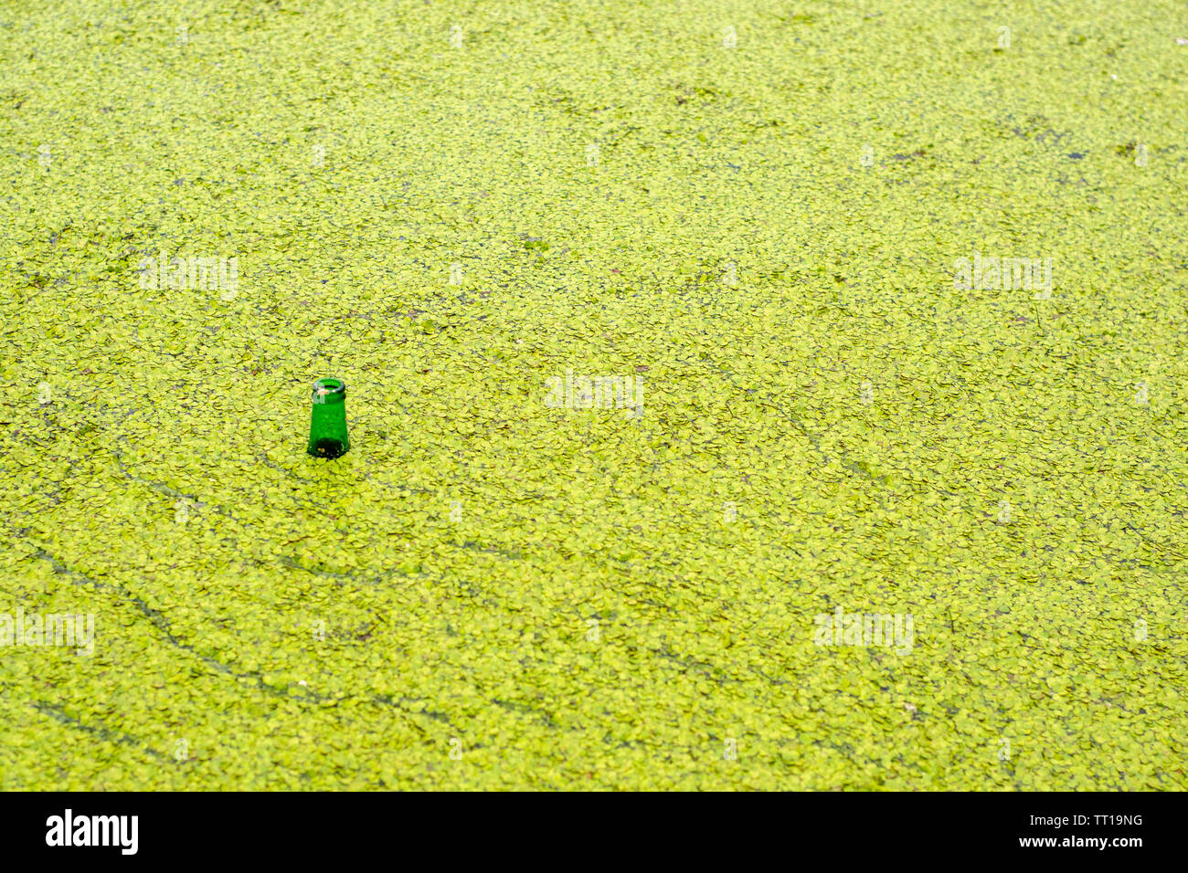 Green marine plant life and water Stock Photo - Alamy