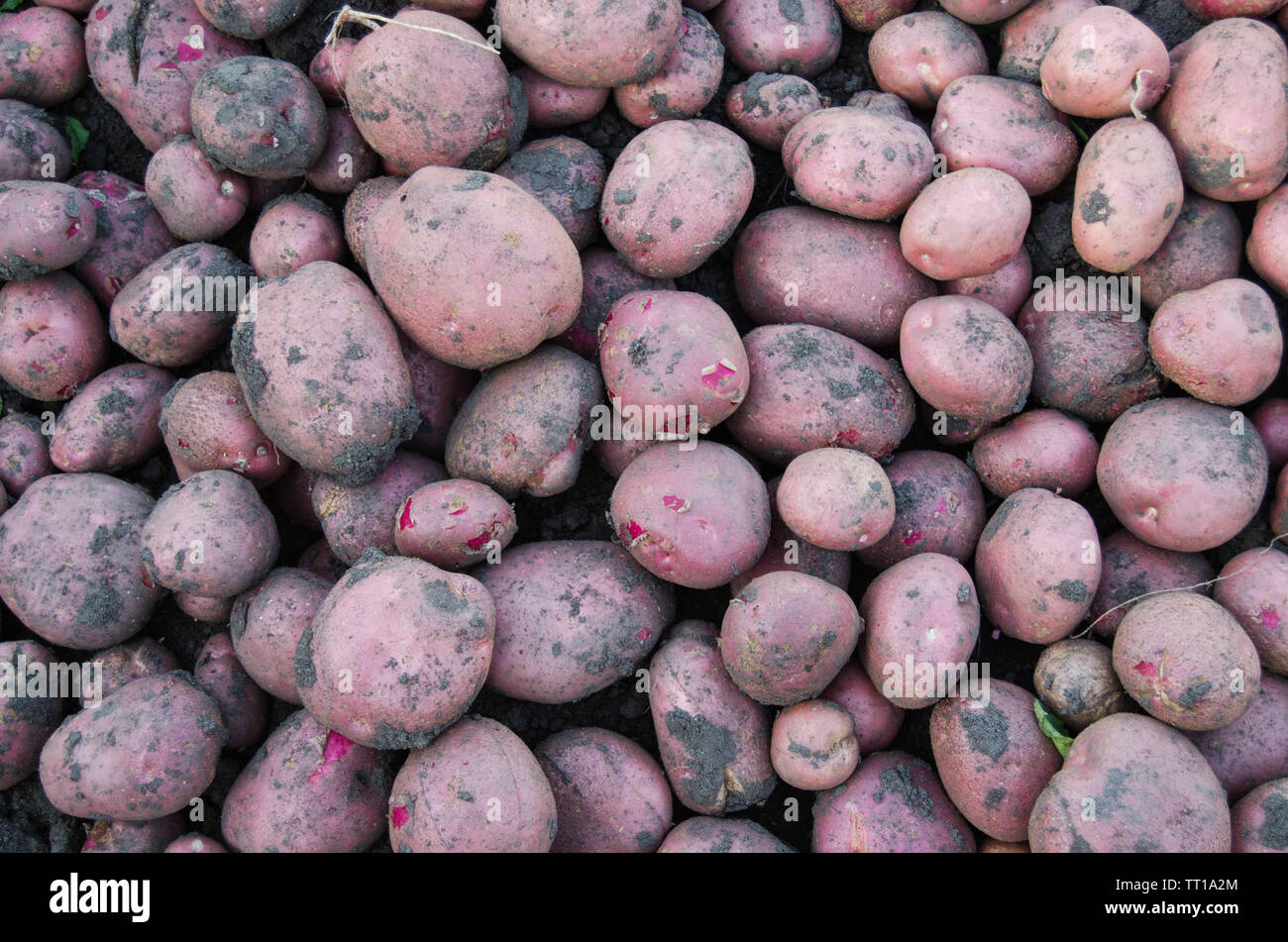 Large number of potatoes, harvest of vegetables.Close up Stock Photo ...
