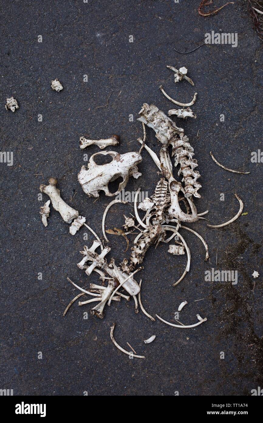 Scattered bones of a beaver Stock Photo - Alamy