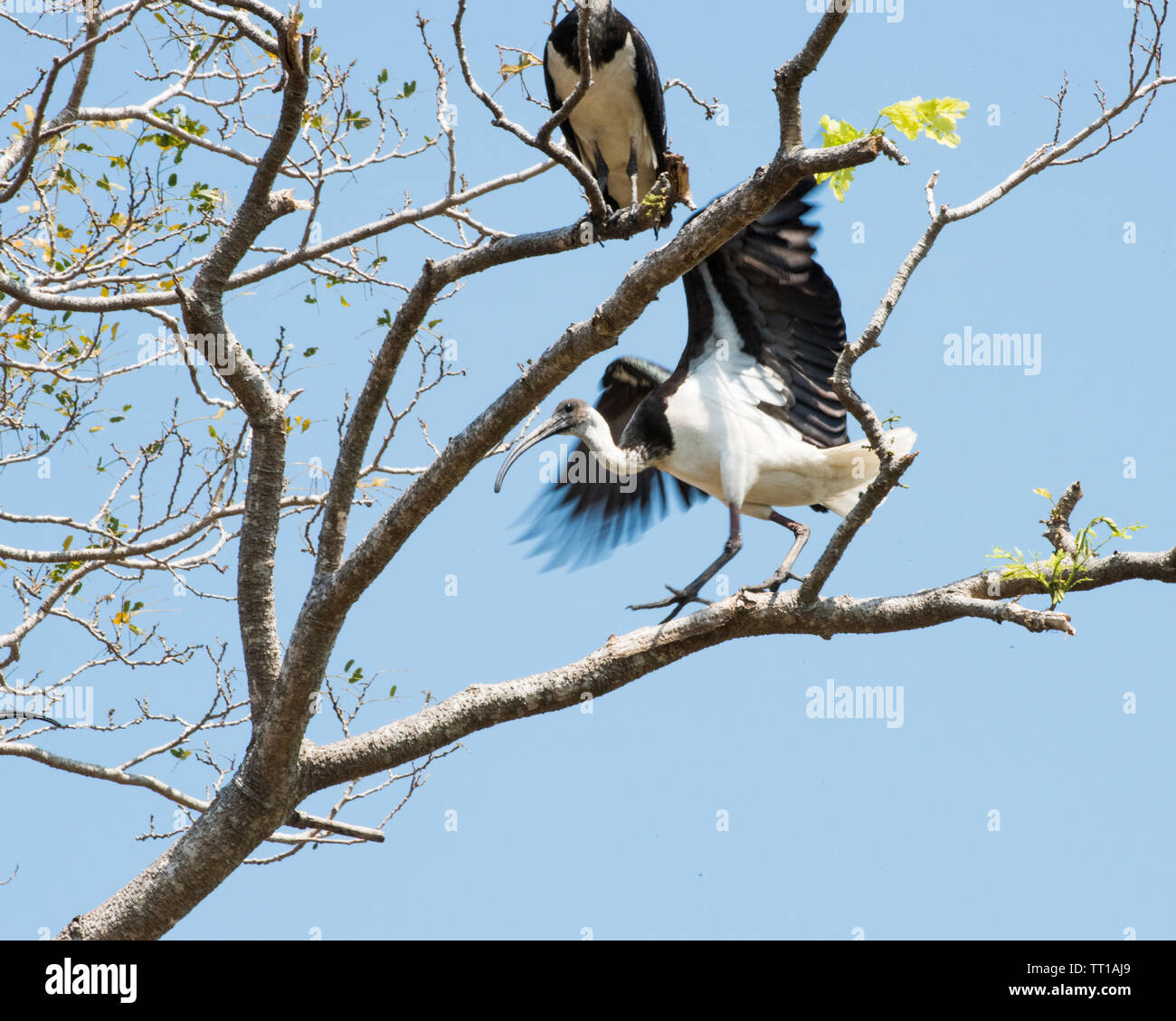 Straw-necked ibis landing in tree on a sunny day in Darwin, Australia ...