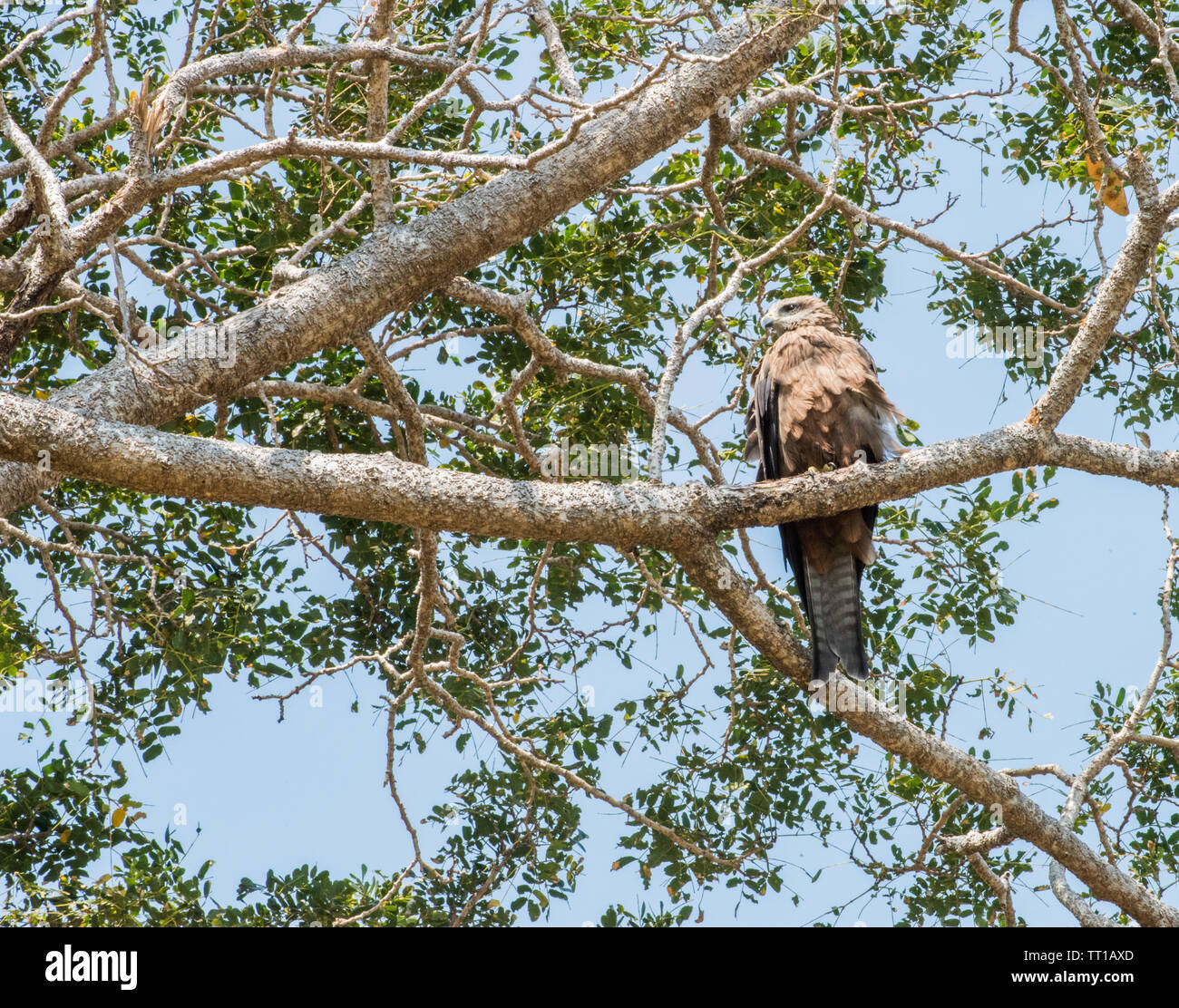Black kite perched in leafy tree under a blue sky in Darwin, Australia ...