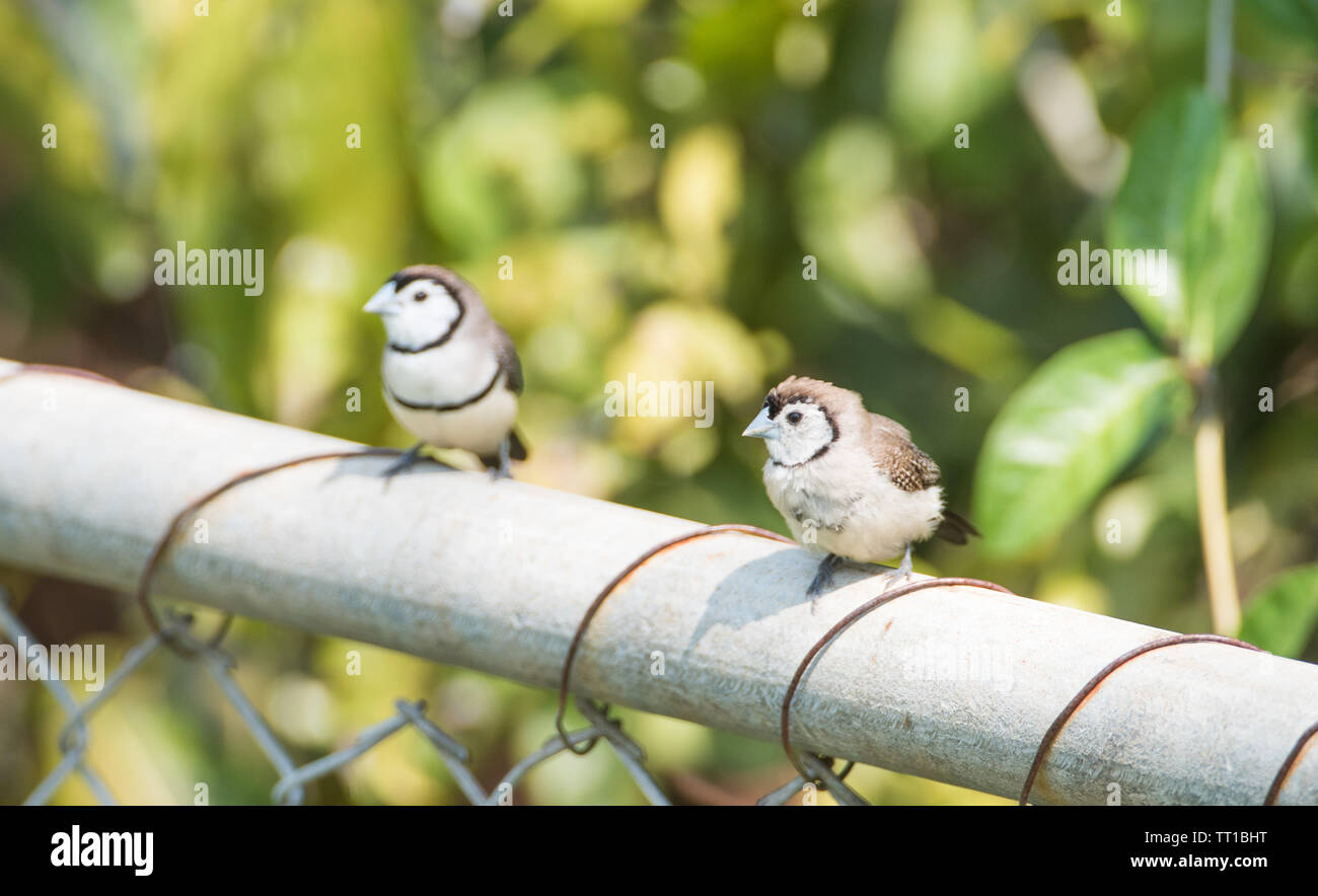 Tiny finches hi-res stock photography and images - Alamy