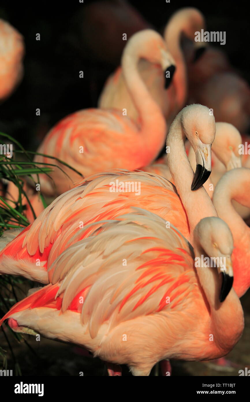 Birds in captive hi-res stock photography and images - Alamy