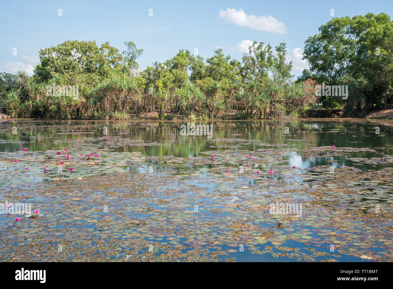 Beautiful, natural lake with lush greenery, water lilies and lotus ...