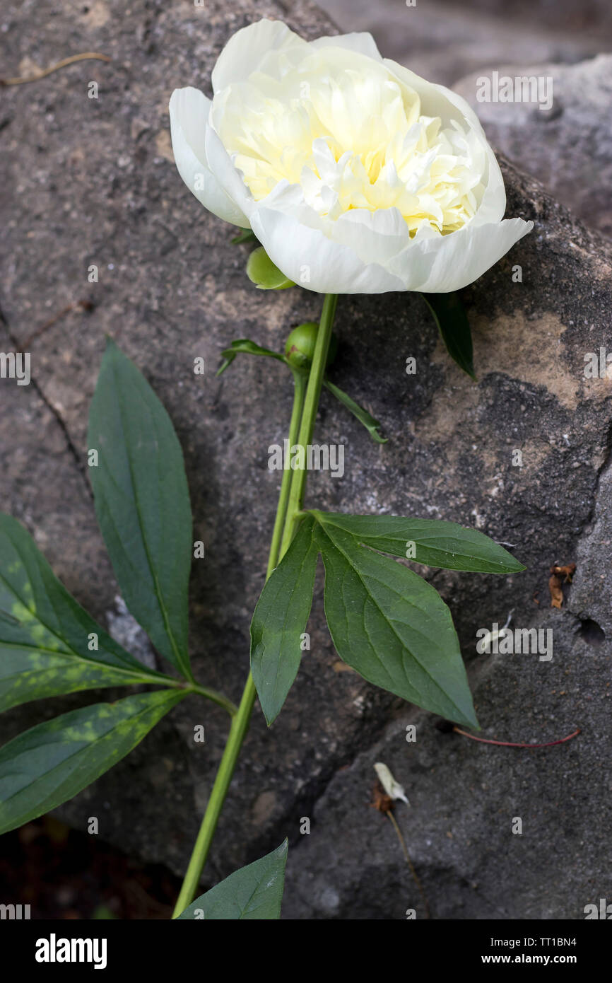 common peony, or garden peony, is a species of flowering plant in the ...