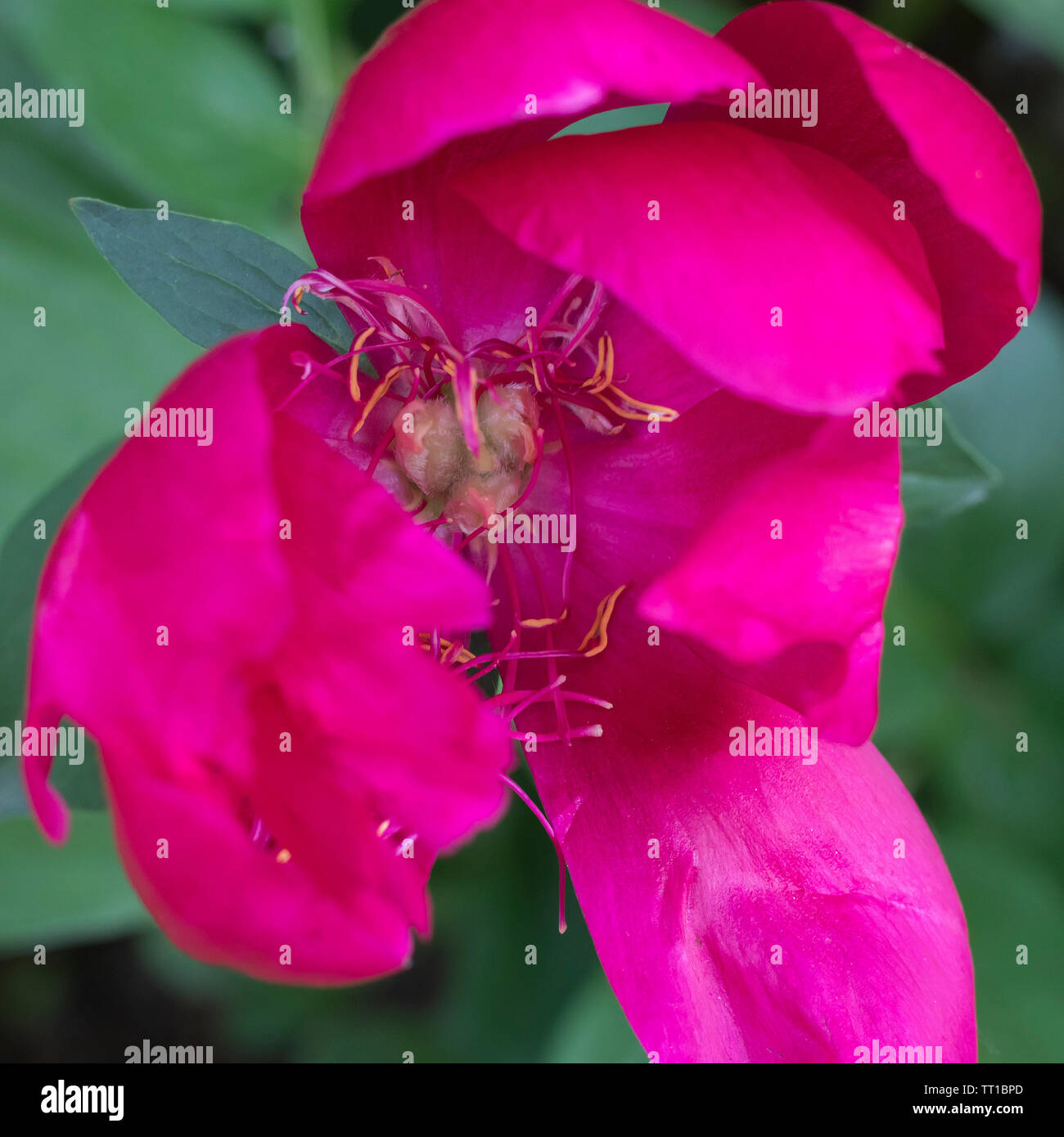 Peonies italy hi-res stock photography and images - Alamy