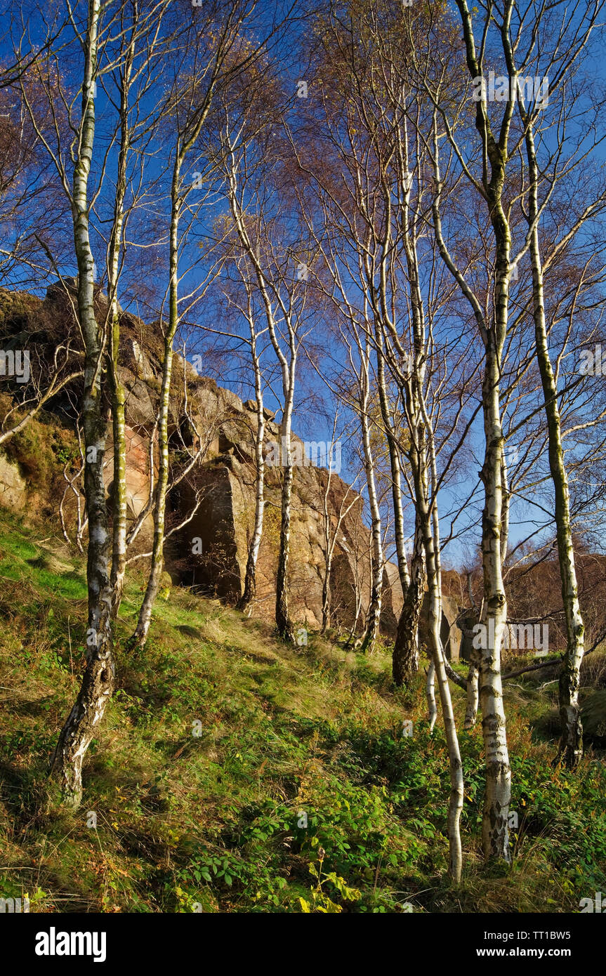 Peak district landscape silver birch hi-res stock photography and ...