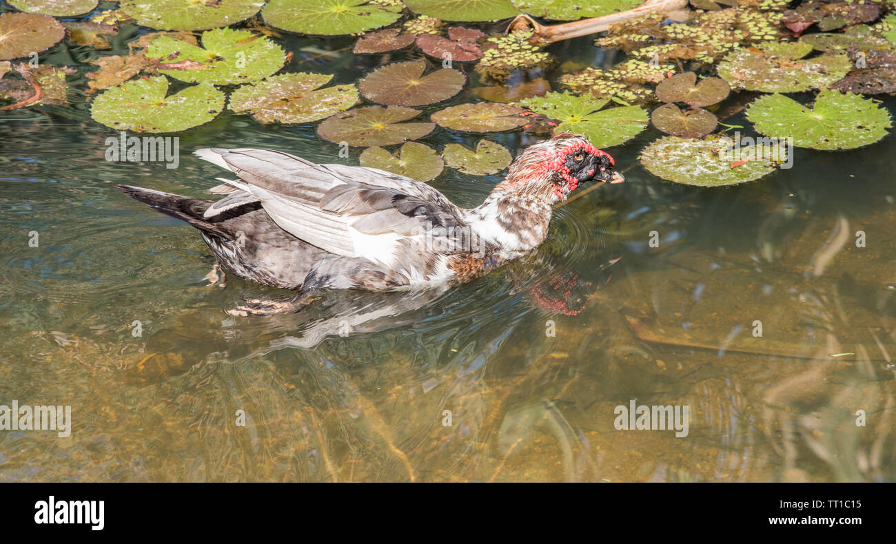 Swimming muscovy duck with red wattle in pond with floating lotus ...