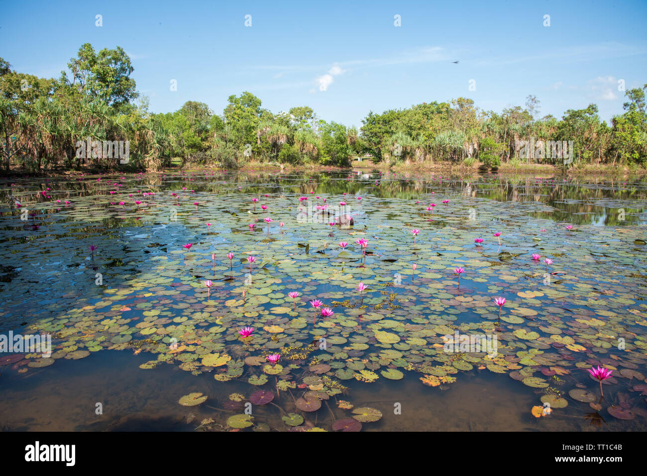 Beautiful, natural lake with lush greenery, water lilies and lotus ...