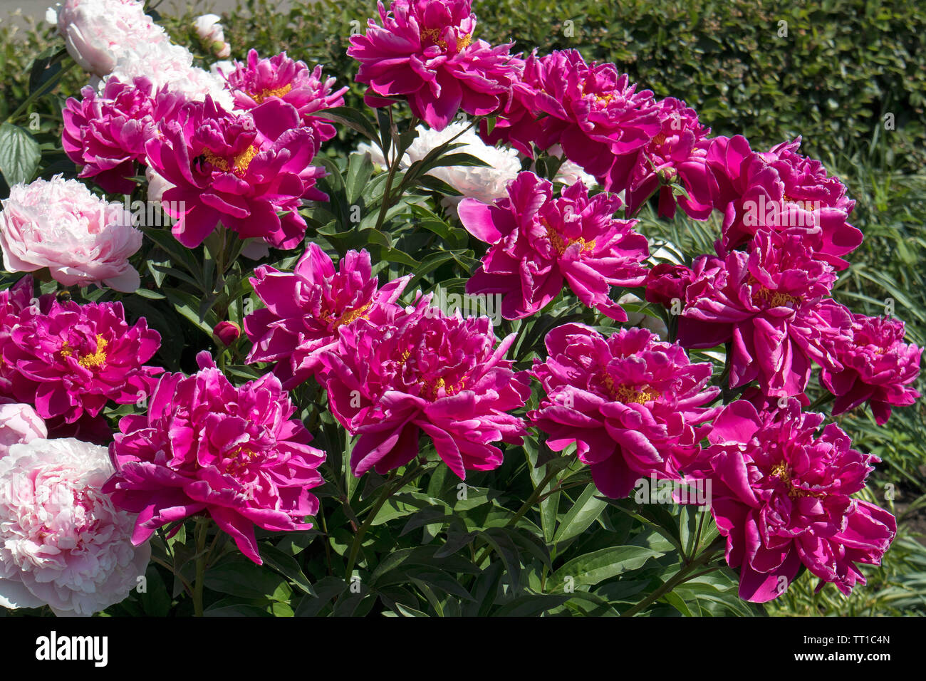 Peonies italy hi-res stock photography and images - Alamy
