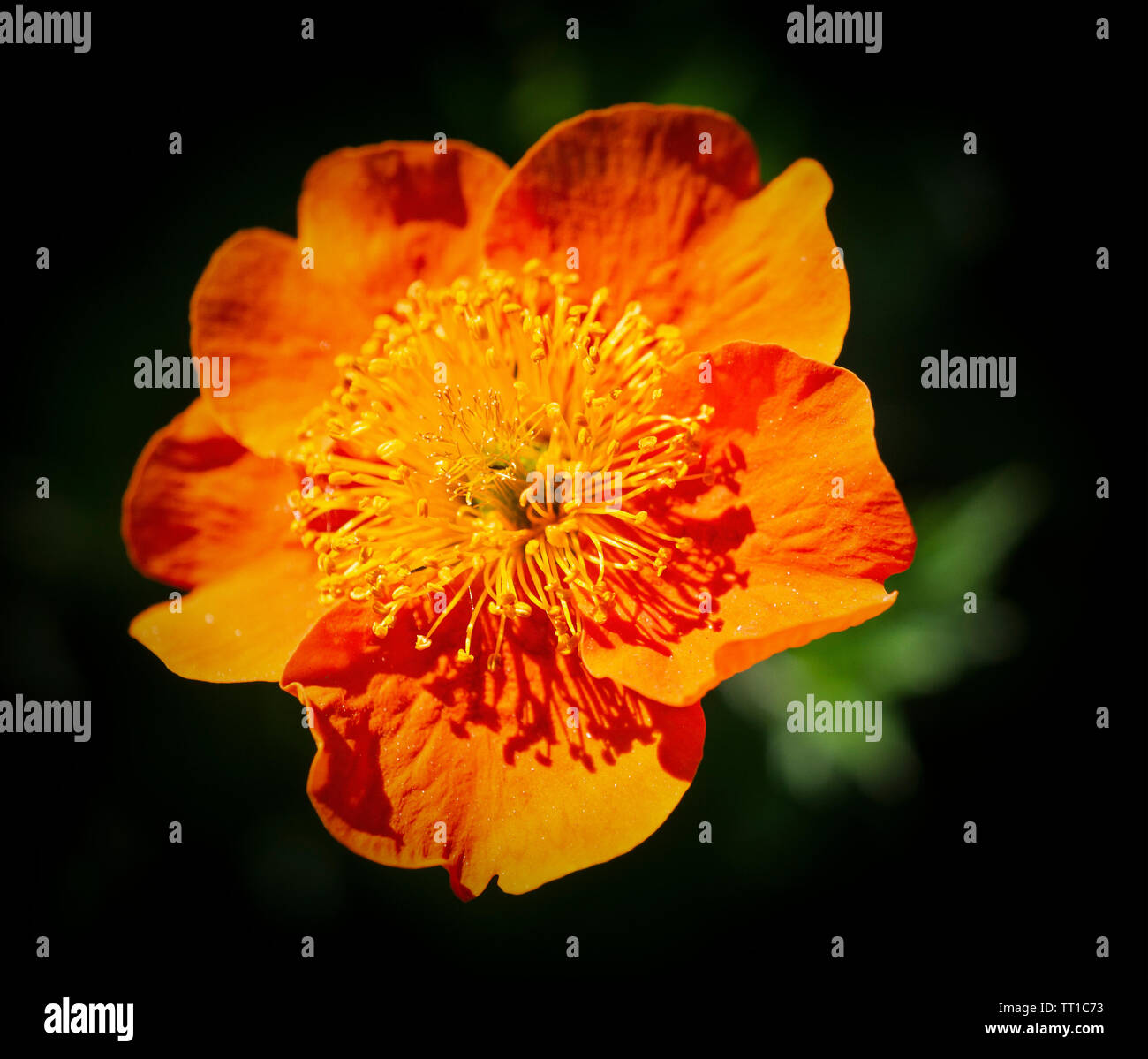 Canada rock rose hi-res stock photography and images - Alamy