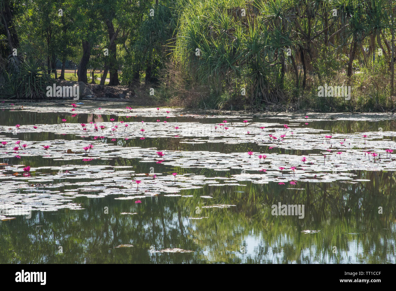 Tree reflections in lake with flowering lotus plants in tropical Darwin ...