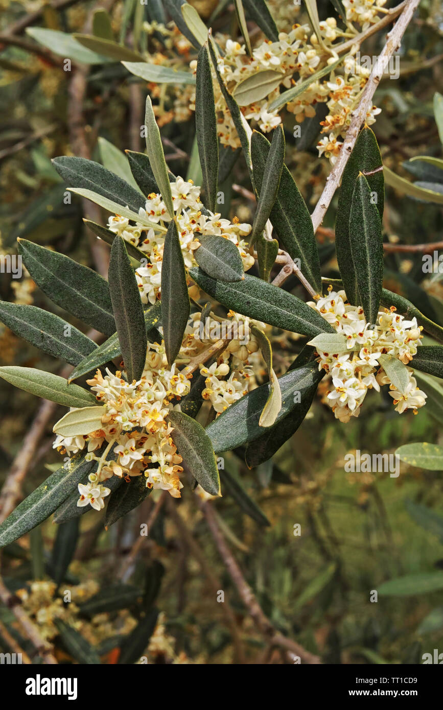 flowering branch of olive tree Stock Photo - Alamy