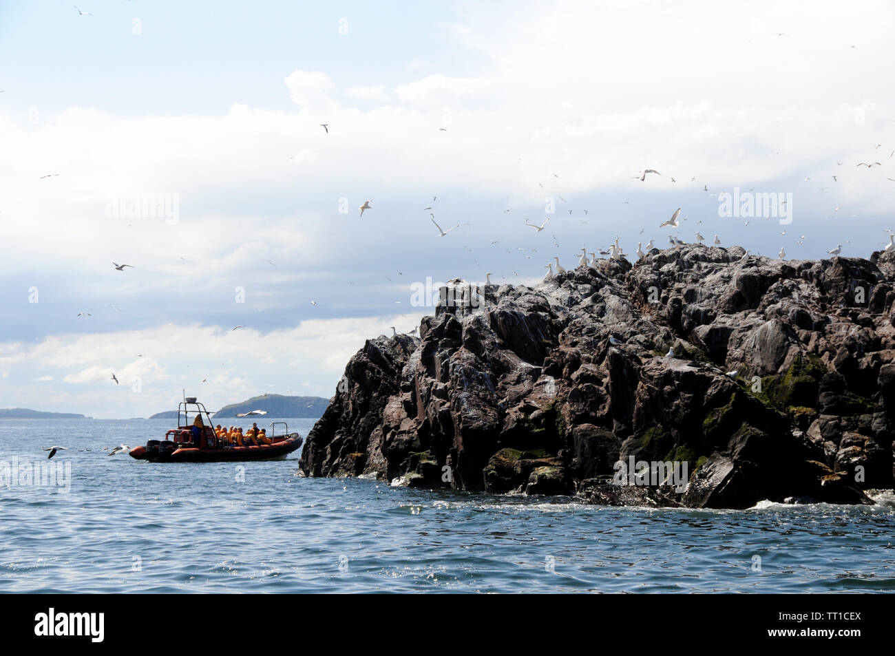 The Bass Rock, a steep sided volcanic rock off shore from the east of ...