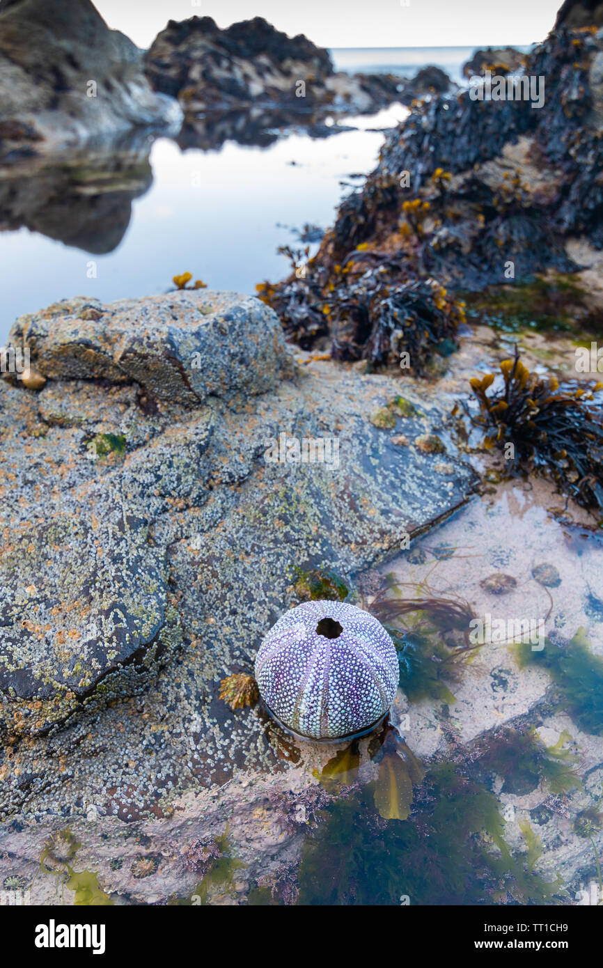 Sea urchin shell in rock pool on the east coast of Scotland Stock Photo ...