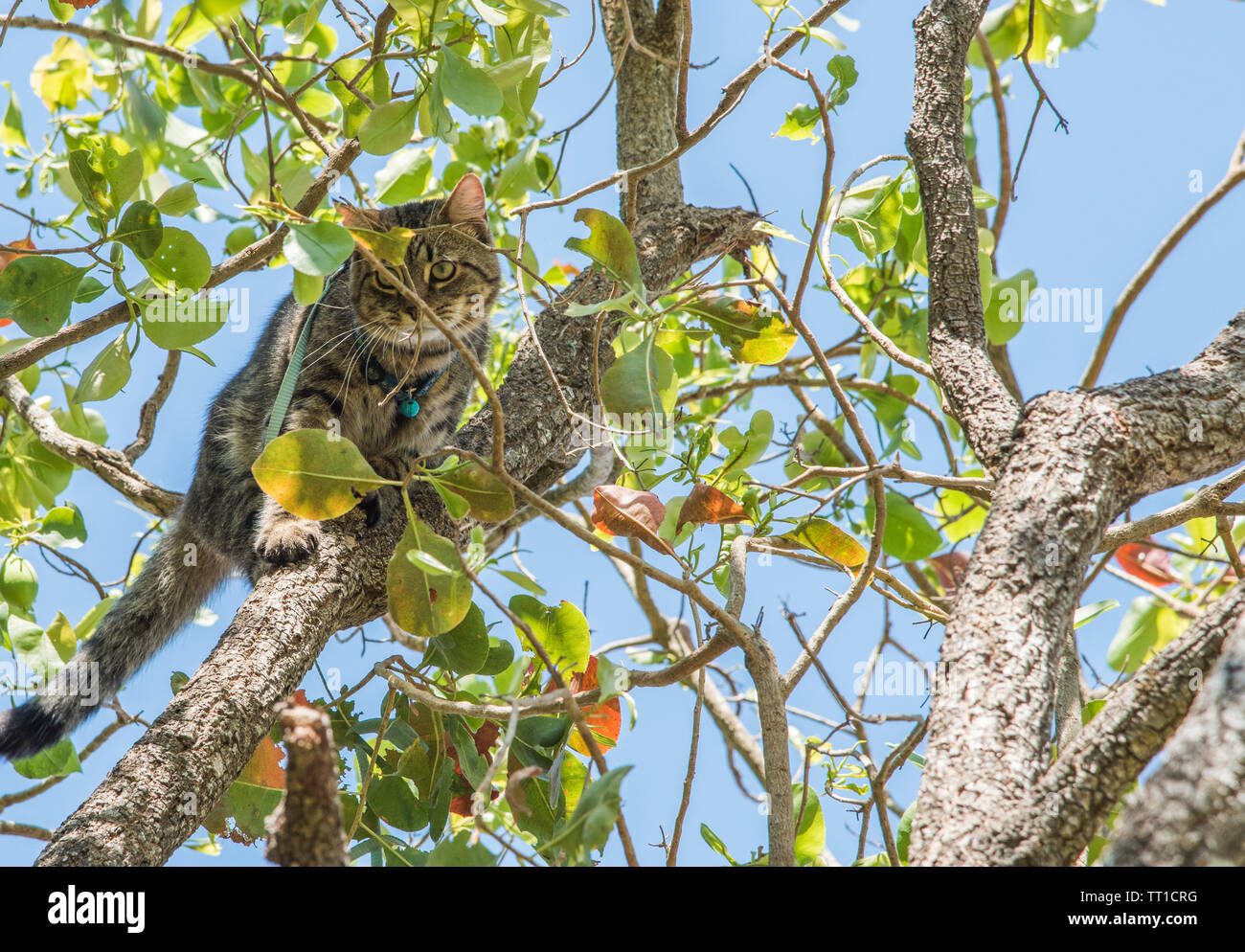 Domestic brown tabby cat climbing a leafy tree on a sunny day Stock ...