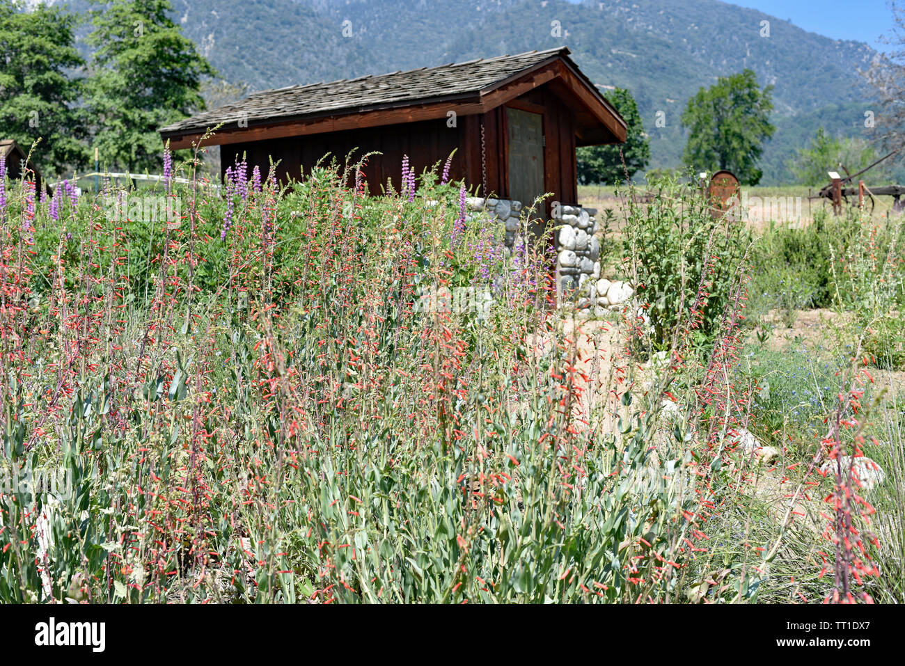 Wildflowers in shingle hi-res stock photography and images - Alamy