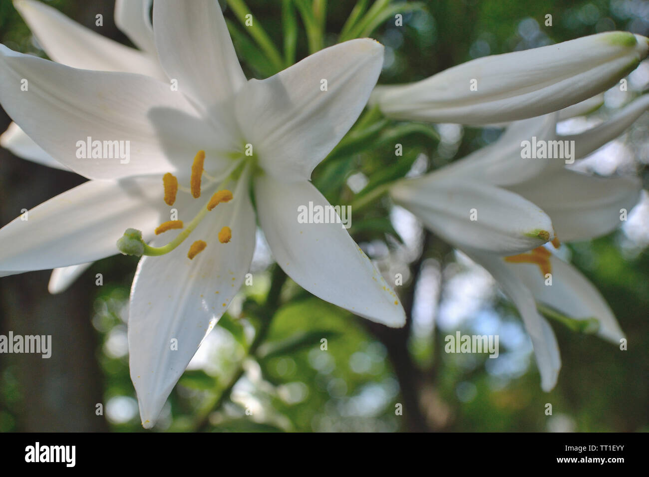 Lilium candidum flower hi-res stock photography and images - Alamy