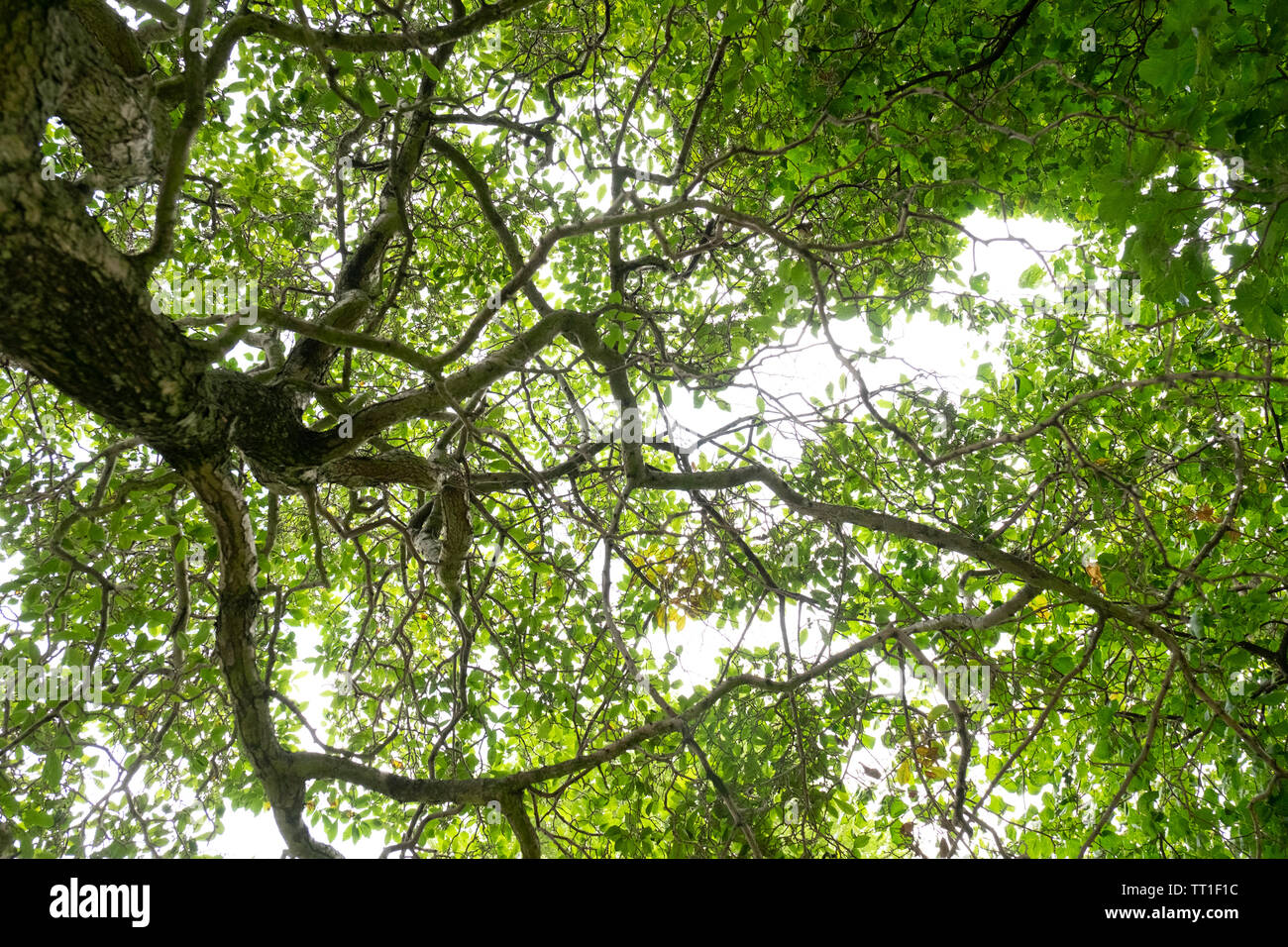 Looking up through tree branch structure and leaves, Morningside ...