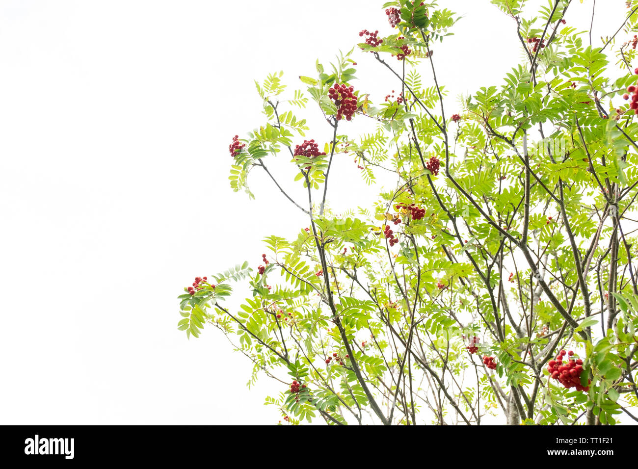 Rowan tree (Sorbus aucuparia) branches and red berries against a white ...