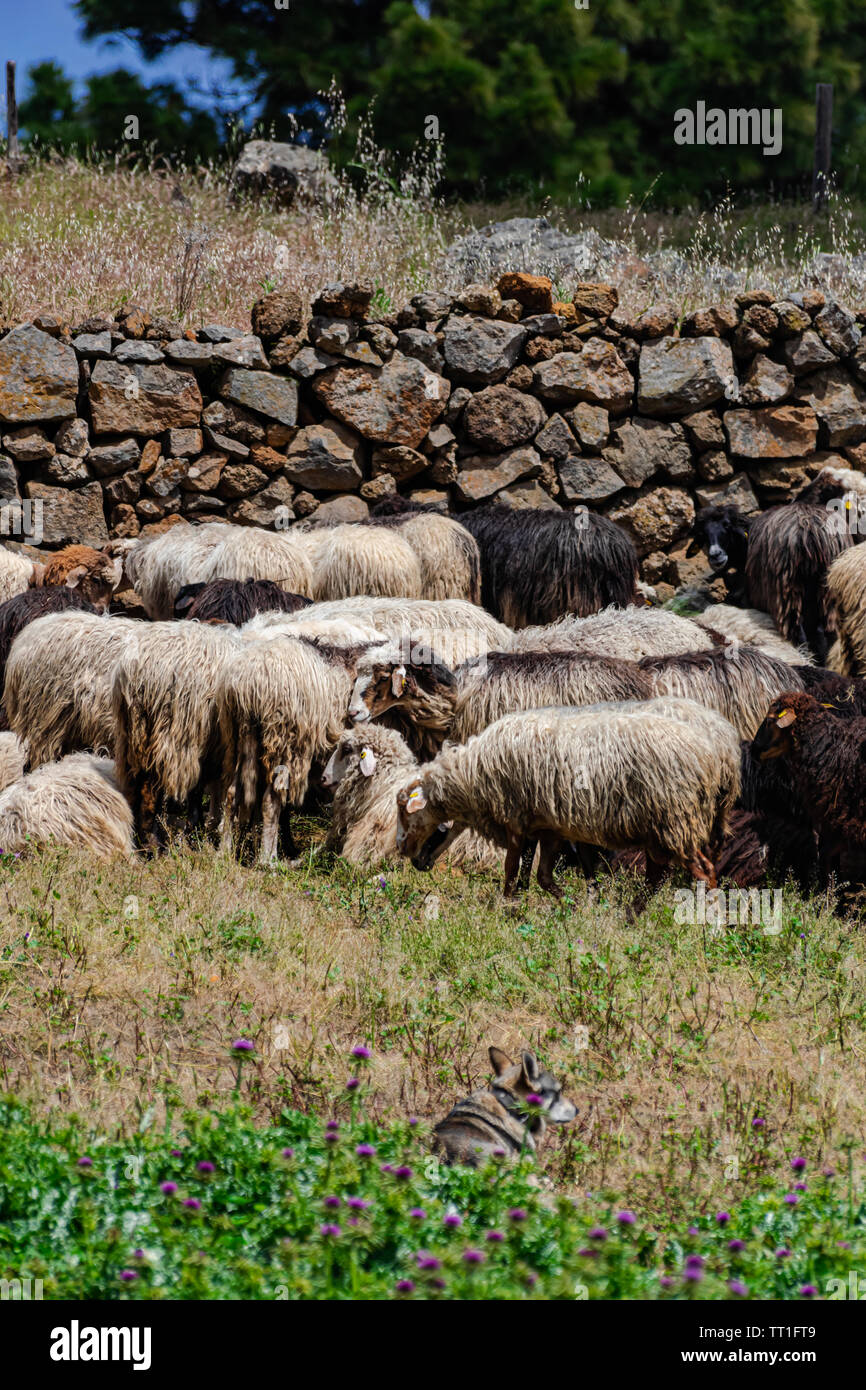 Canary sheep herd, on green grass field, with rock wall background, El ...