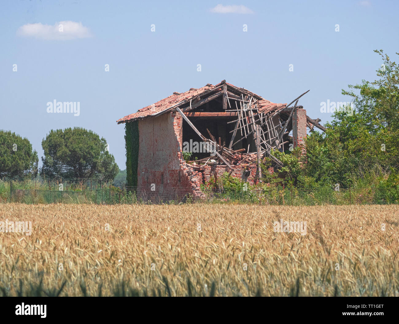 wheat field with ruined farmhouse. summer, harvest time Stock Photo - Alamy