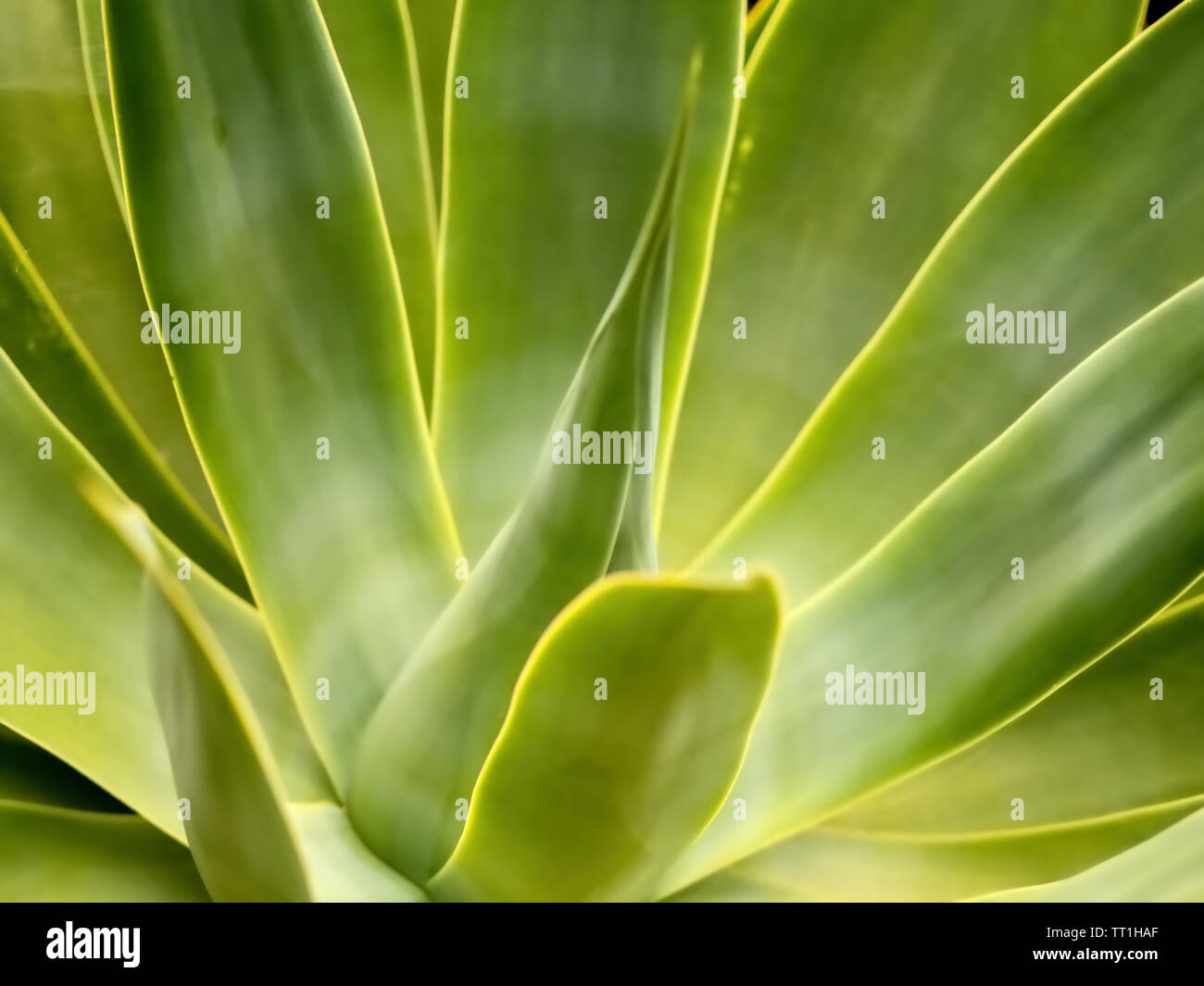 Aloe vera wallpaper hi-res stock photography and images - Alamy