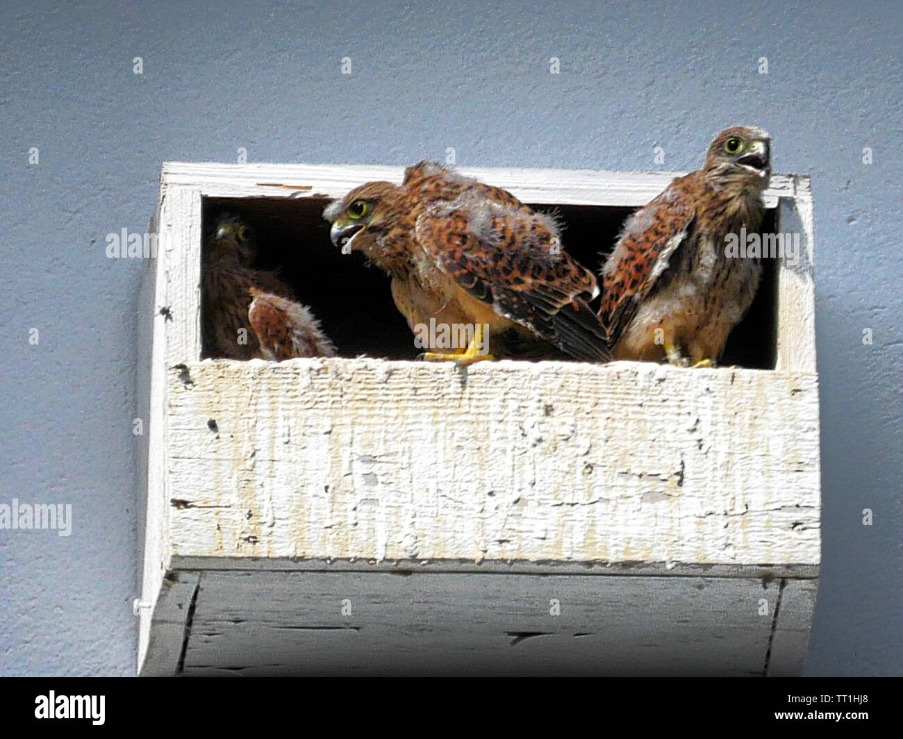 Falcon babies hi-res stock photography and images - Alamy