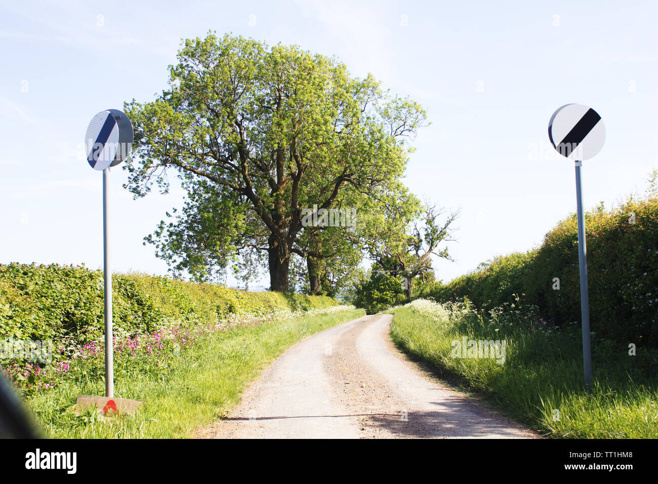two national speed limit signs astride a tree lined lane in the summer ...