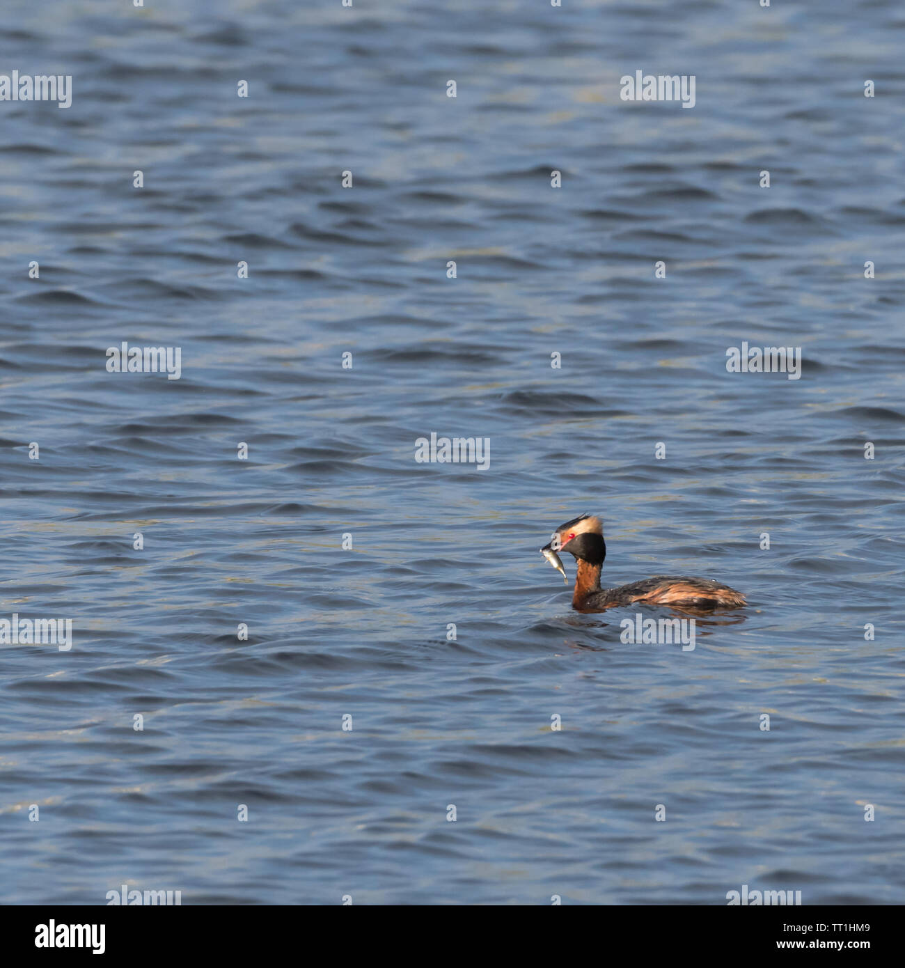 Slovenian grebe hi-res stock photography and images - Alamy