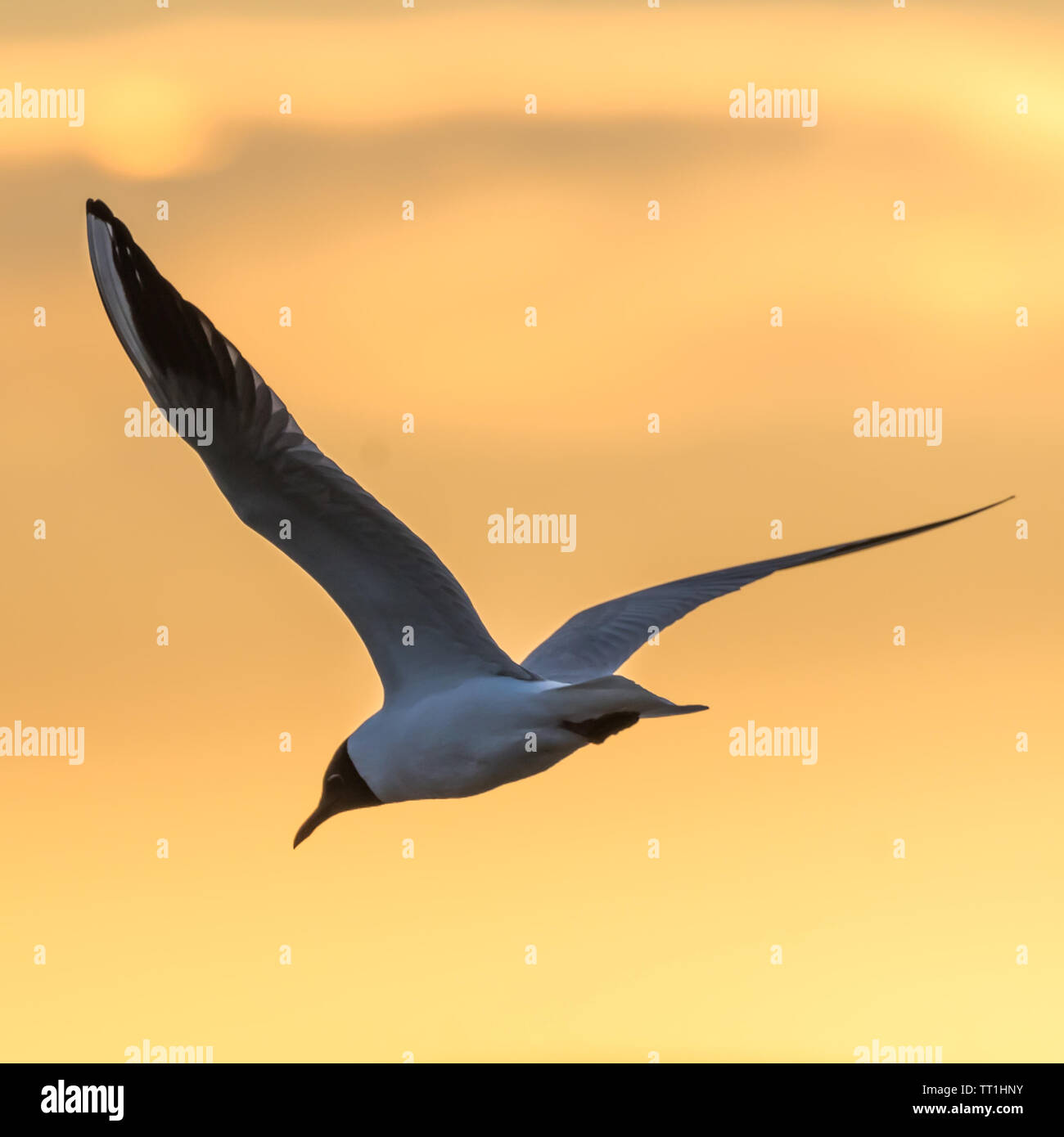 Elegant Black headed Gull flying with spread wings by a colored sky ...