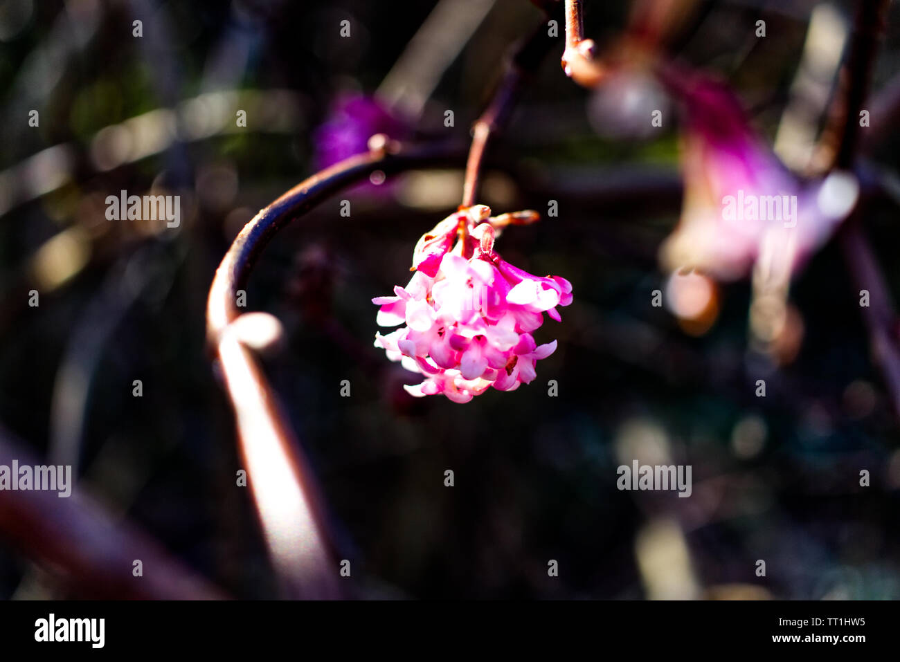 Pink blossom in the bright spring light Stock Photo - Alamy