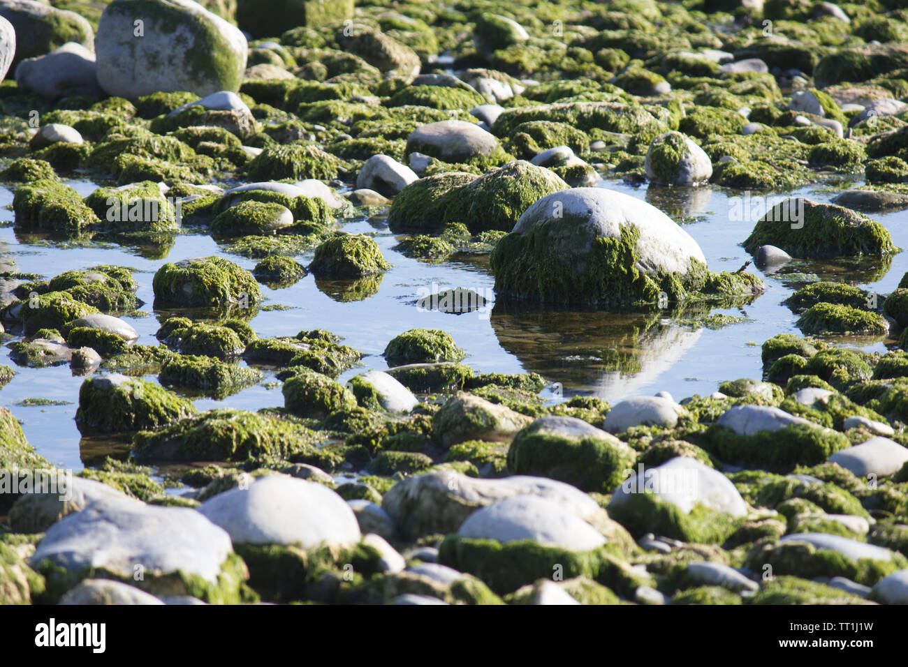 Rock pools with seaweed and mosses Stock Photo - Alamy