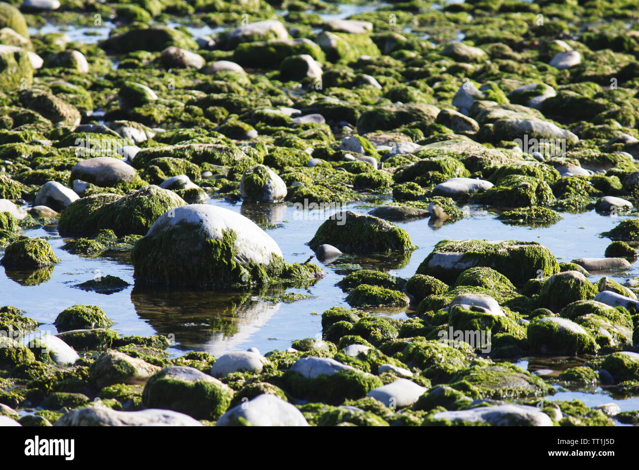 Rock pools with seaweed and mosses Stock Photo - Alamy
