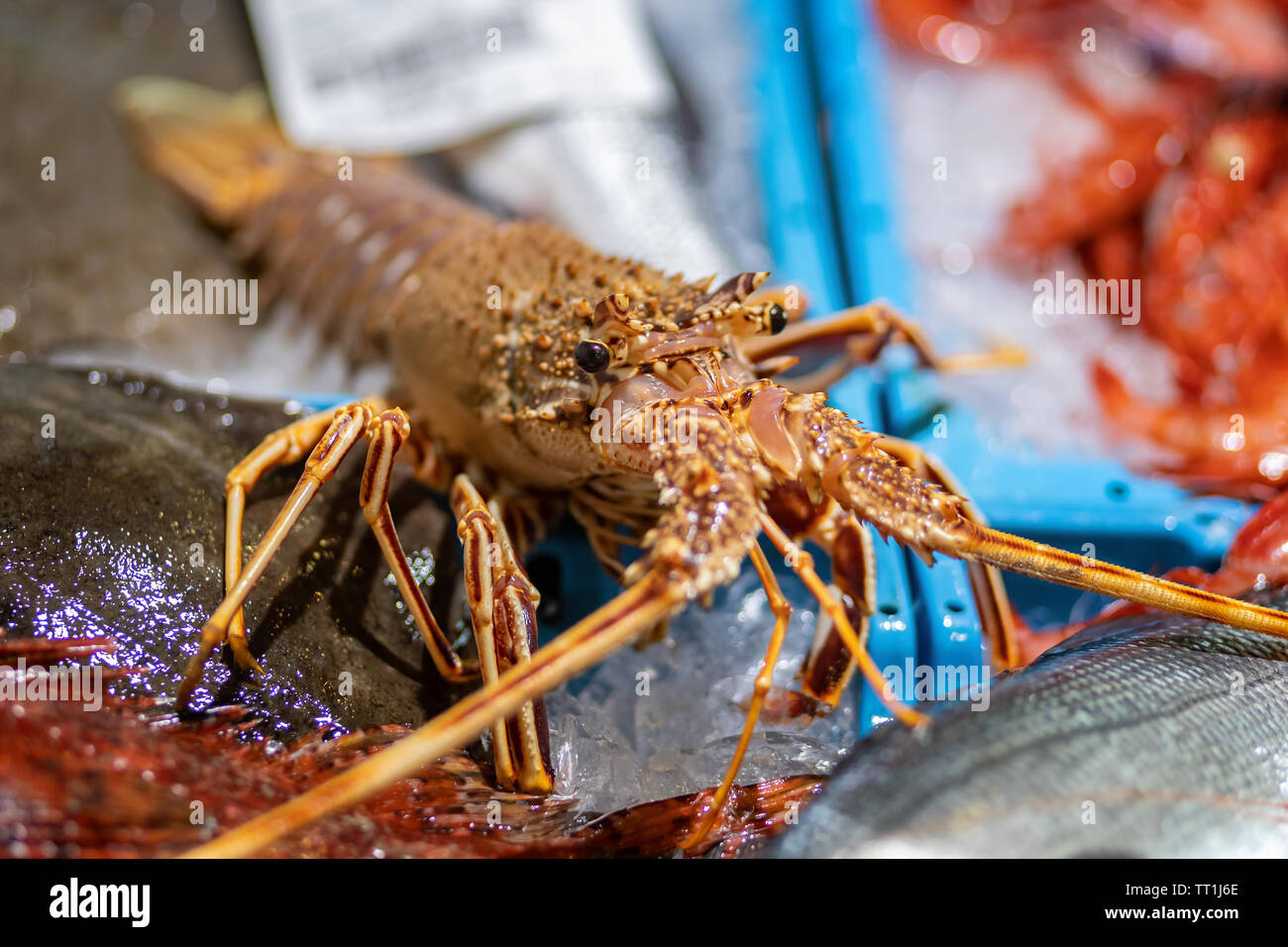 Fishes in a market in Costa Brava in Spain Stock Photo - Alamy