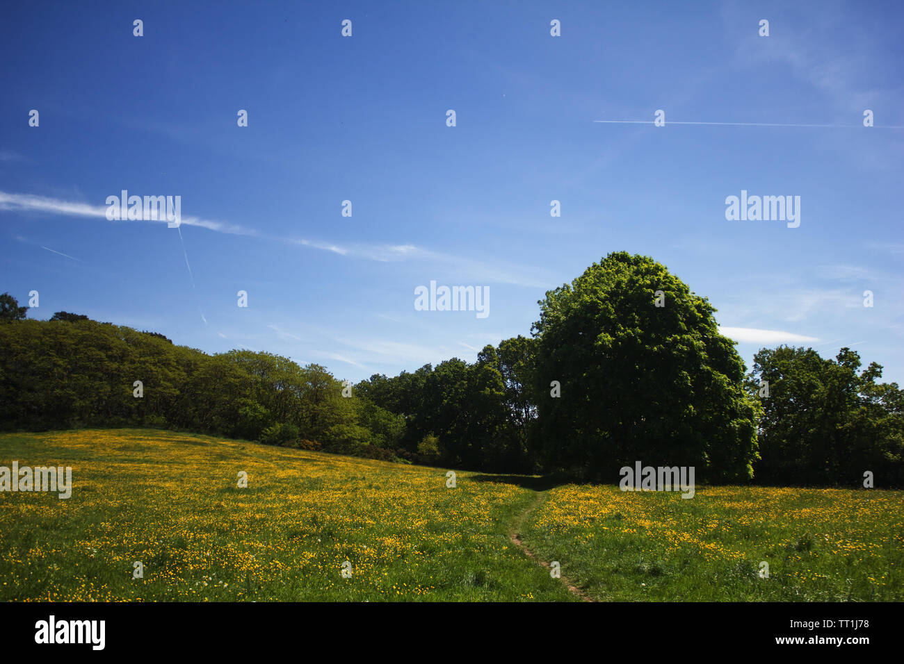 Summer meadow in flower and a path leading past a tree to a wood Stock ...