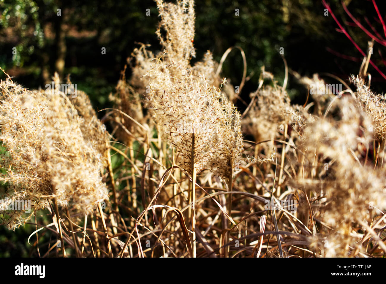 Wispy Evergreen Plant