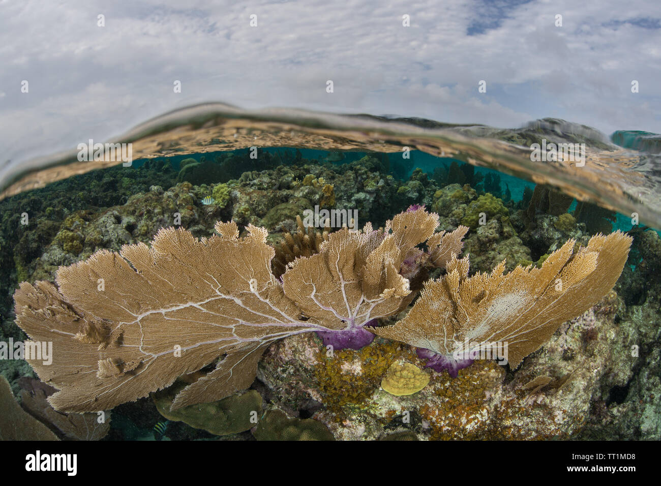A beautiful and shallow gorgonian grows in the Caribbean Sea off the ...
