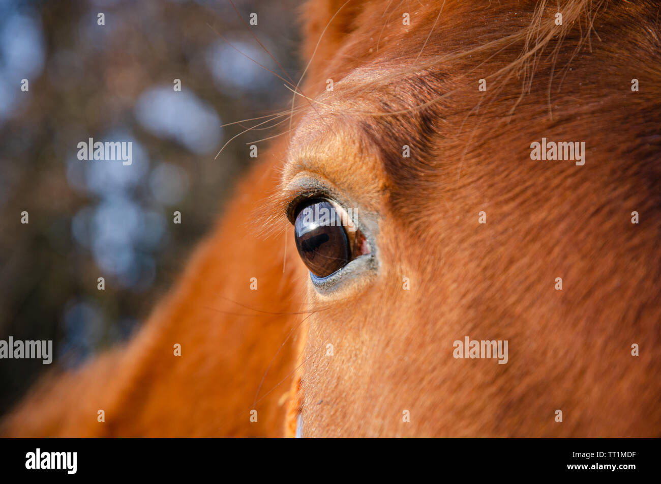 Horse hair pattern hi-res stock photography and images - Alamy