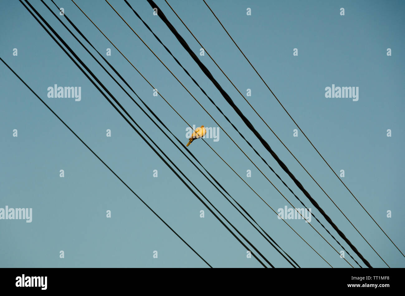 Bird sitting in a golden light on a wire Stock Photo - Alamy