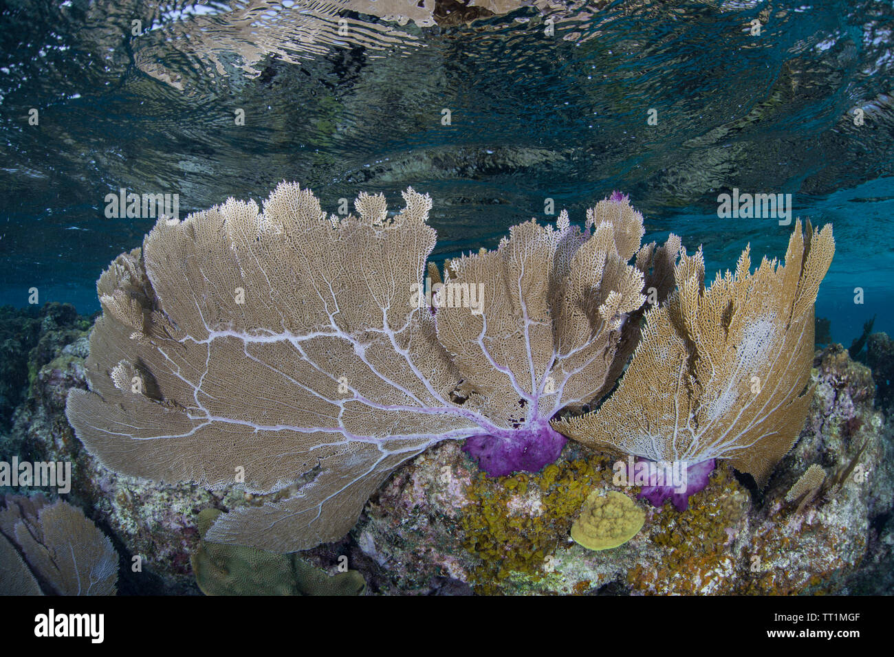 A beautiful and shallow gorgonian grows in the Caribbean Sea off the ...