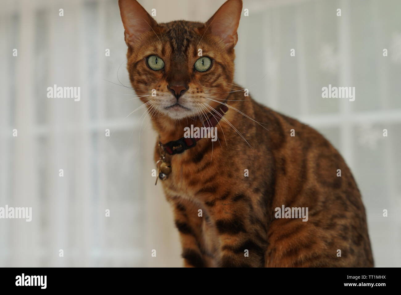 Beautiful Bengal cat Stock Photo - Alamy