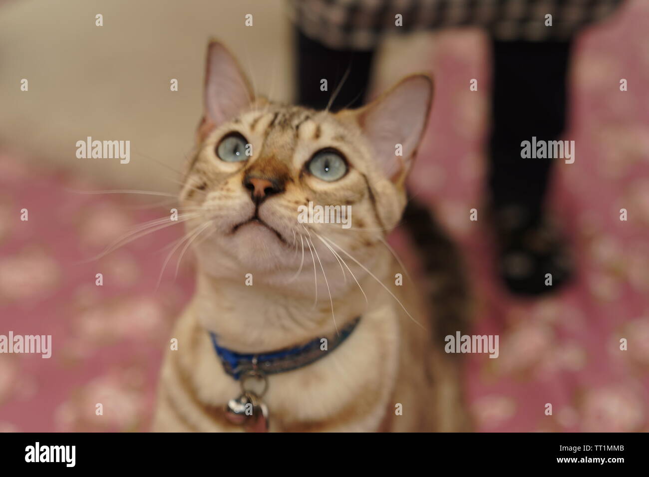 Beautiful Bengal cat Stock Photo - Alamy