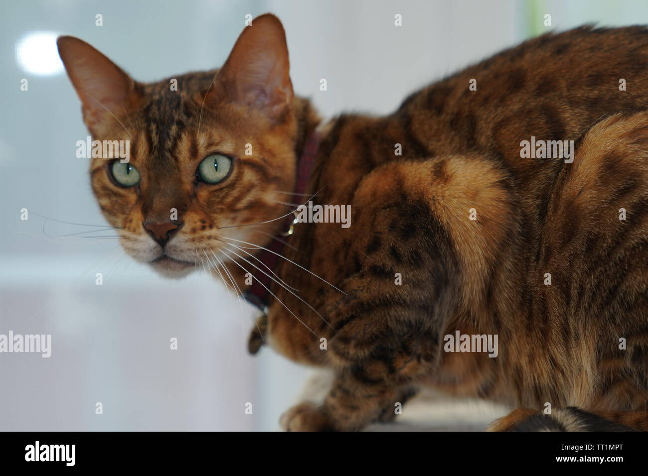 Beautiful Bengal cat Stock Photo - Alamy