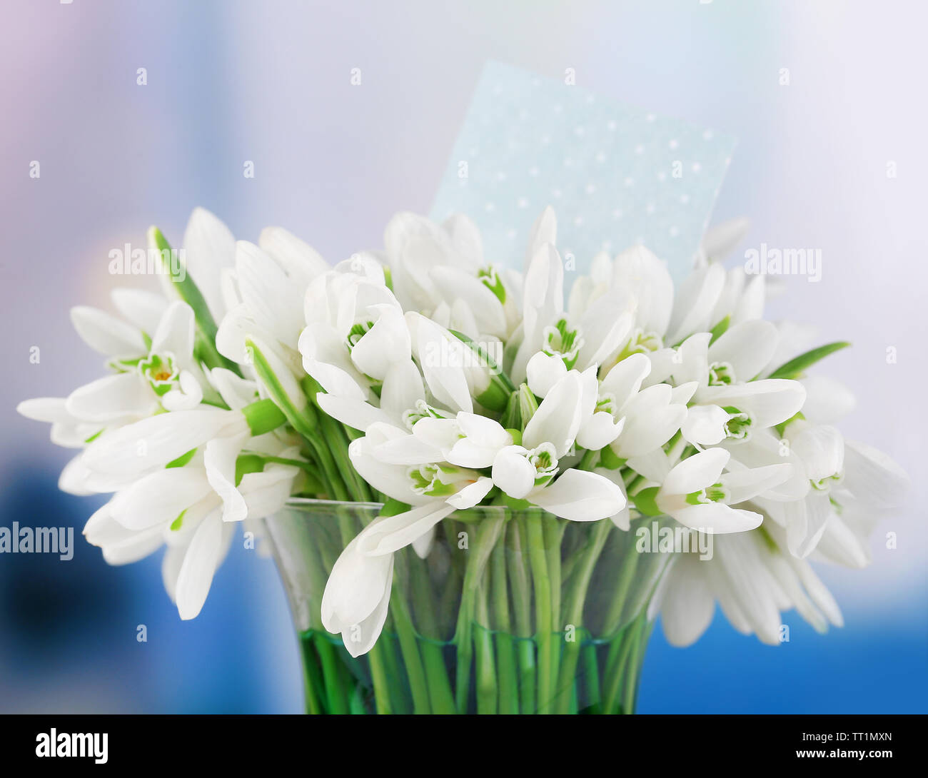 Beautiful snowdrops on light hi-res stock photography and images - Alamy