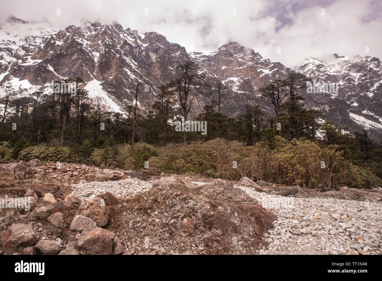 Sikkim maple hi-res stock photography and images - Alamy