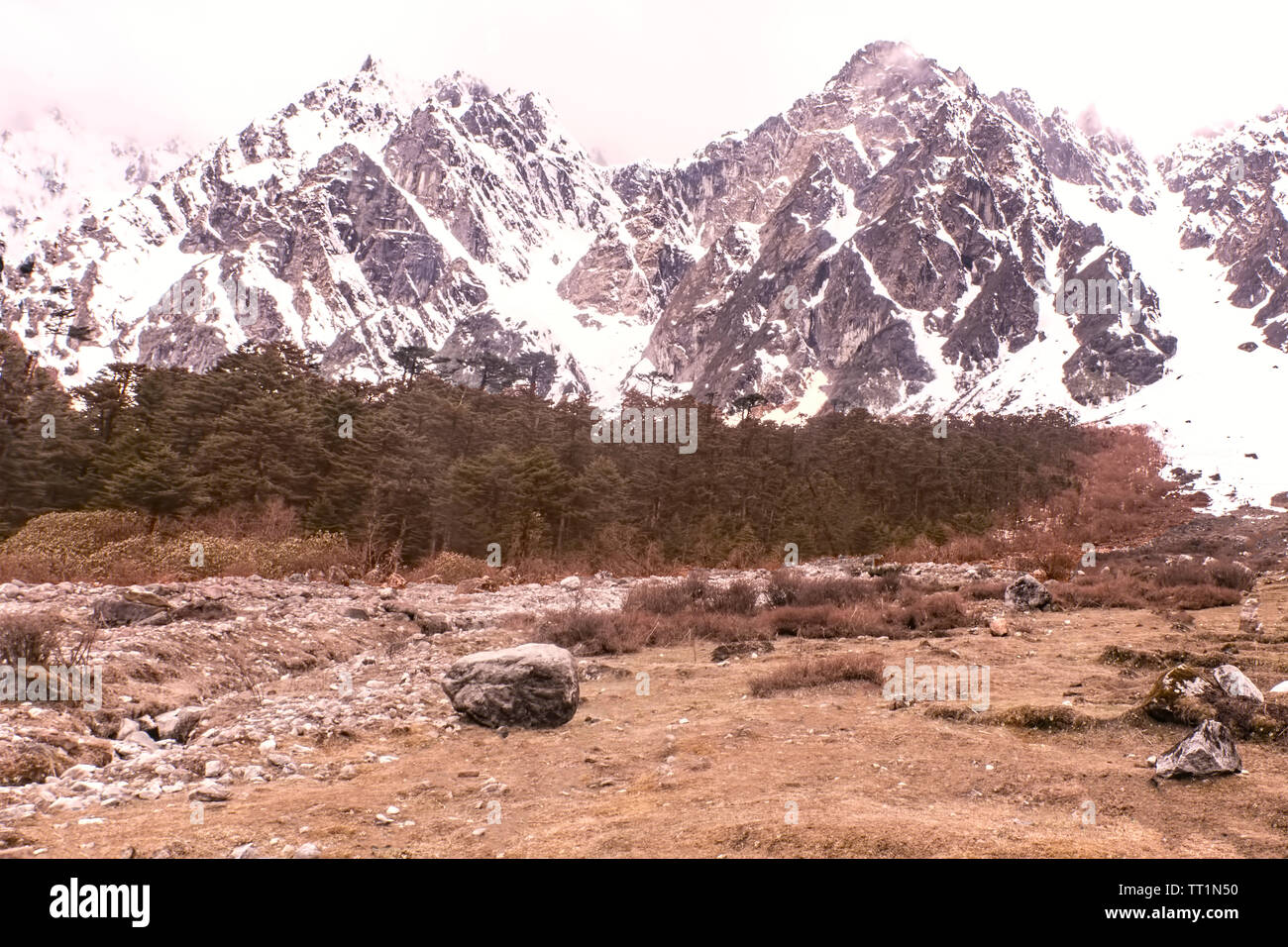 Sikkim fir hi-res stock photography and images - Alamy